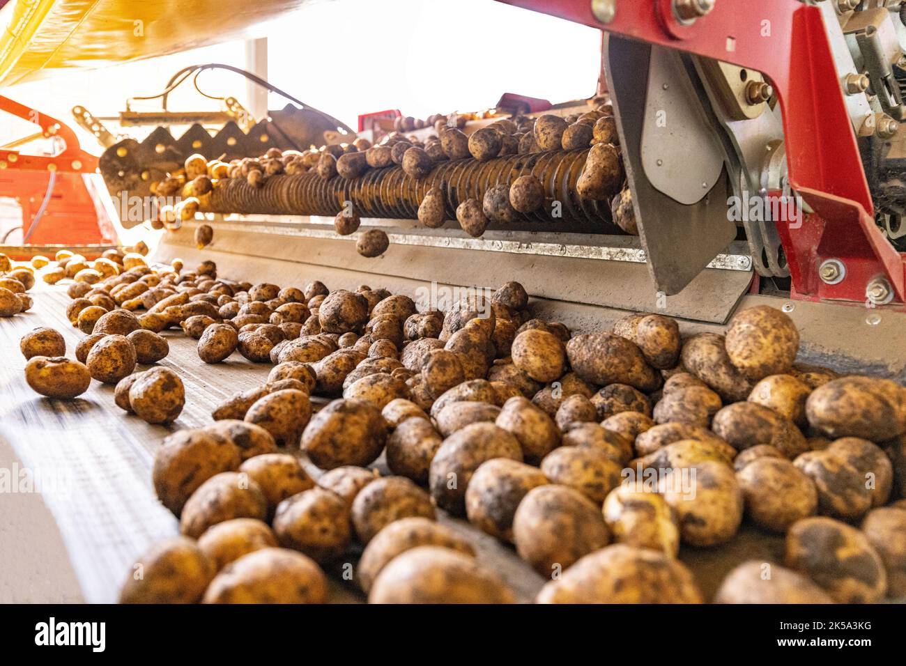Potato packing factory Stock Photo - Alamy
