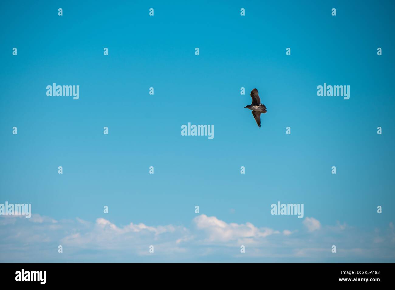 Beauty of flying bird hi-res stock photography and images - Alamy