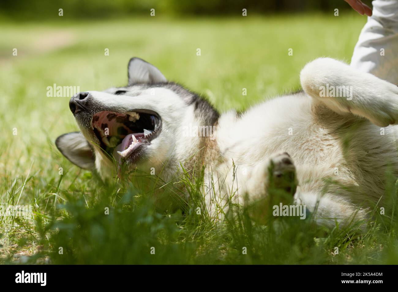 Full of fun. A cropped shot of a playful husky dog rolling on some lush ...