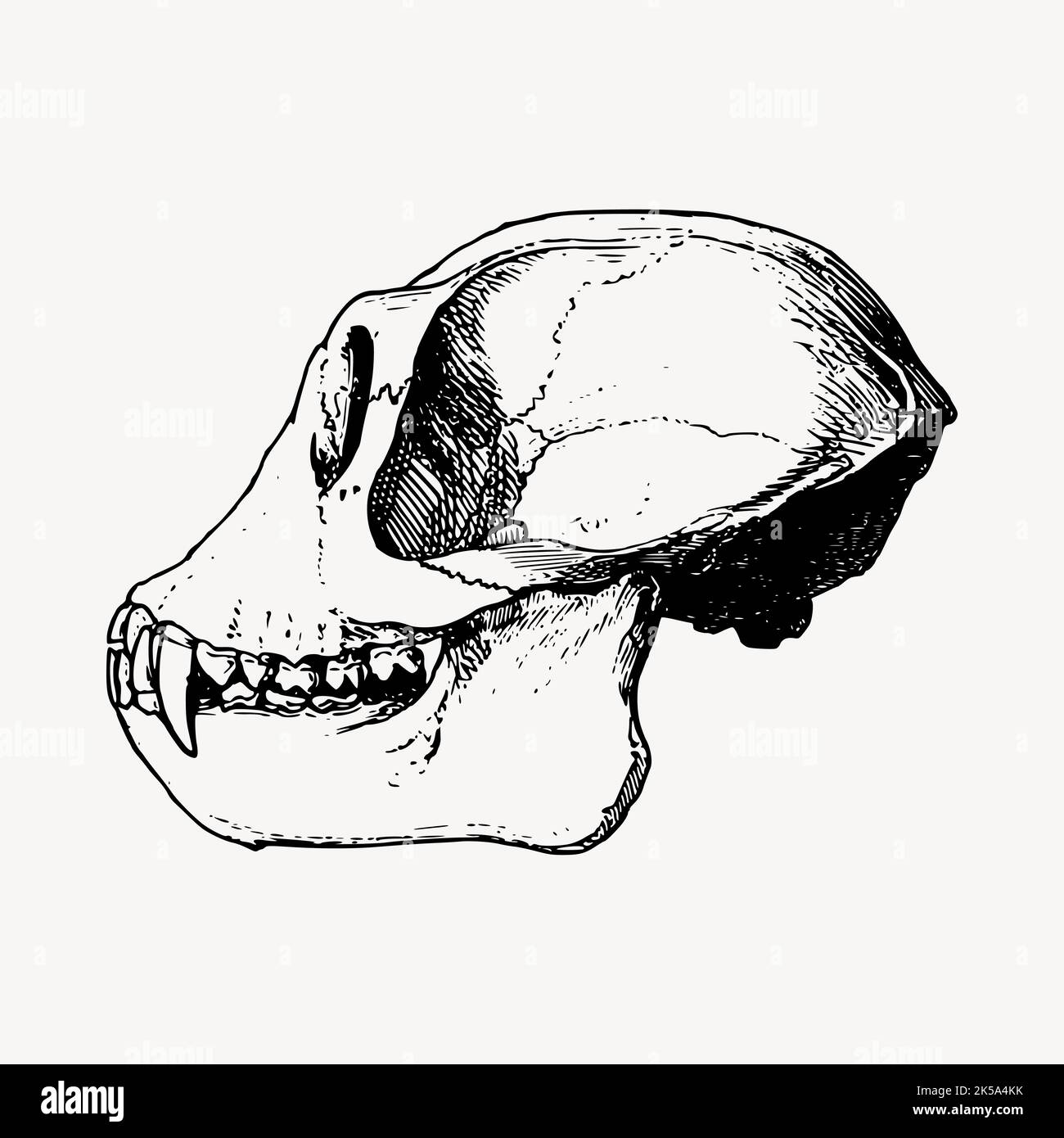 Monkey skull clipart, vintage hand drawn vector Stock Vector Image ...