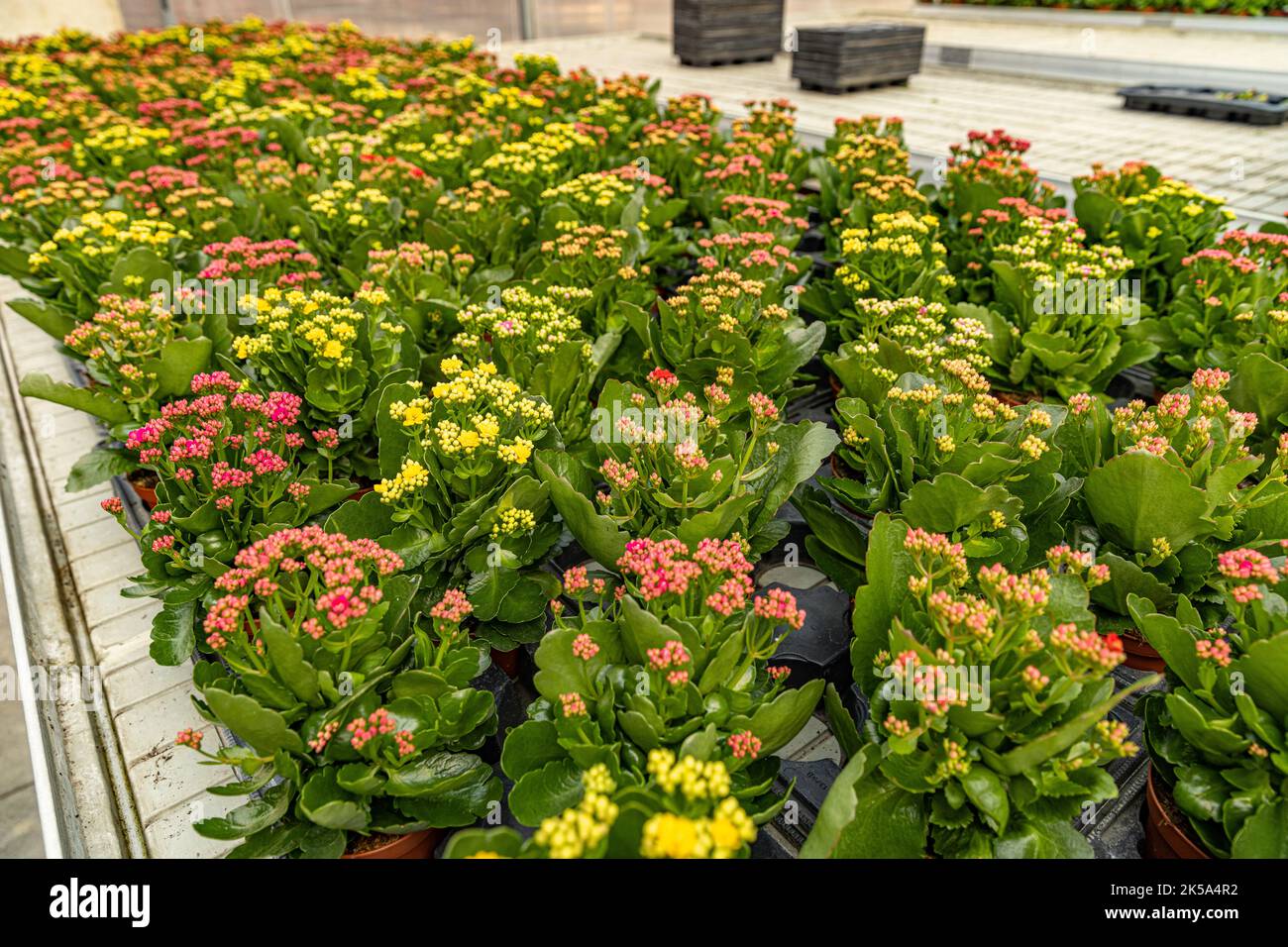 Beautiful blooming kalanchoe flower hi-res stock photography and images ...