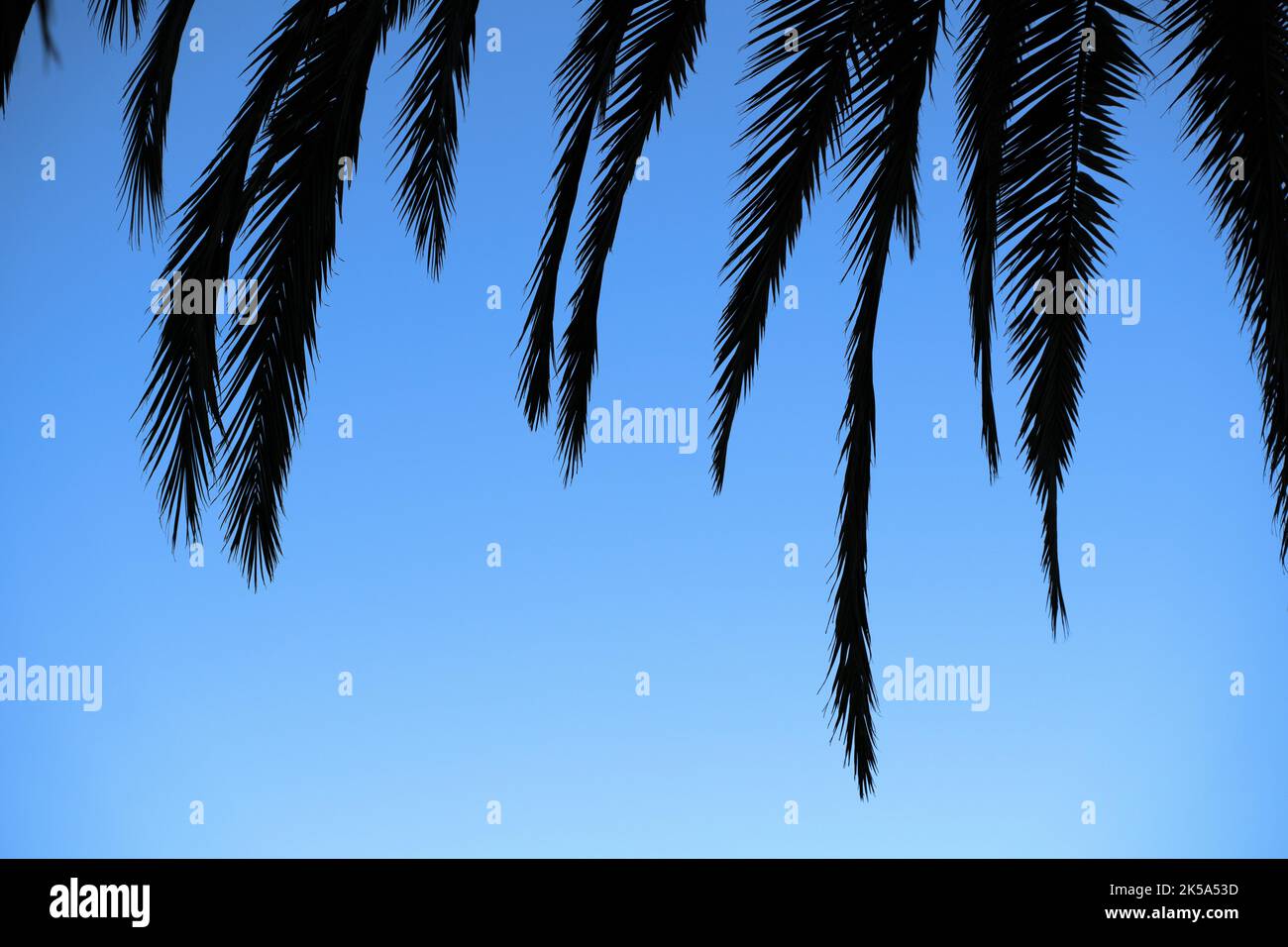 palm tree leaves black silhouette on blue sky fade background. Perfect ...
