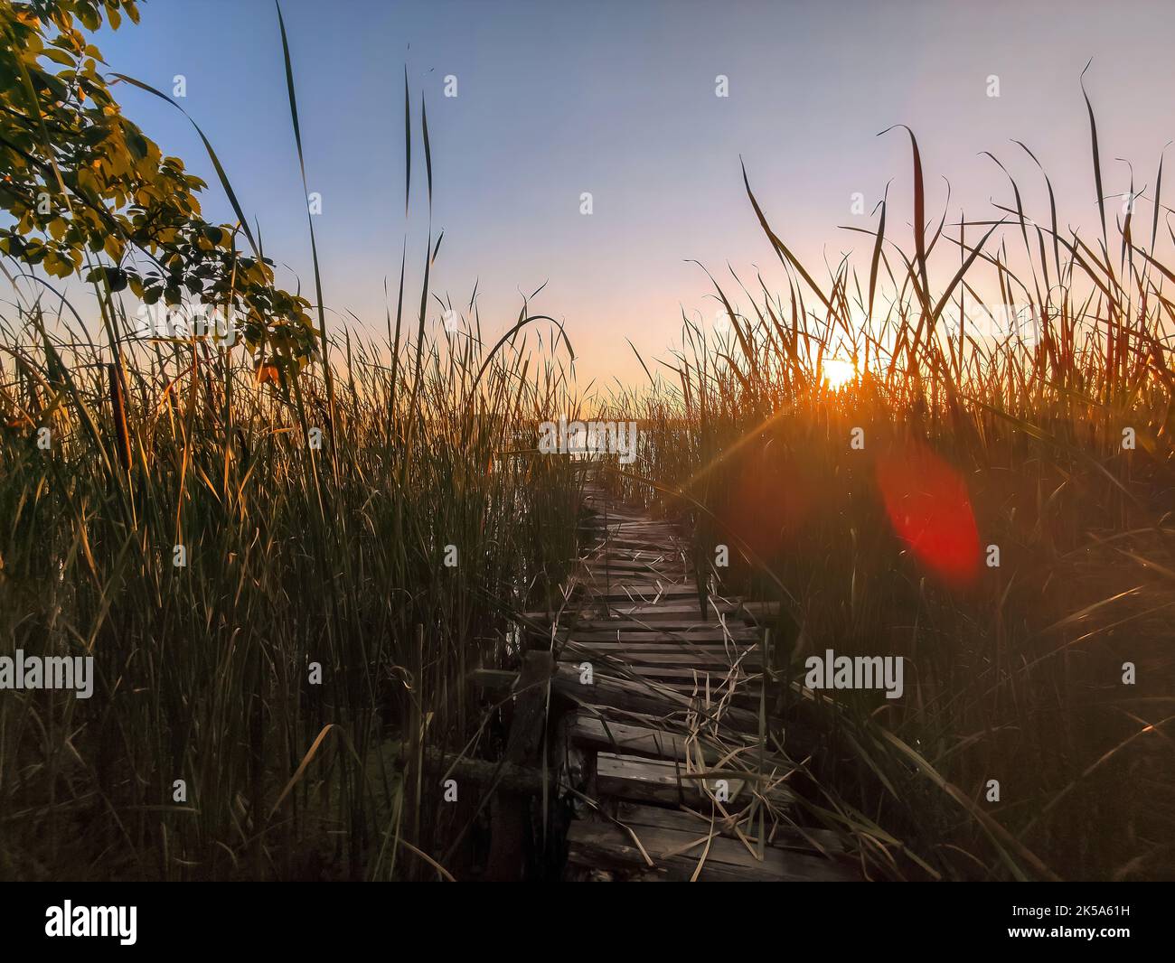 sunset over the river. pathway trough the reed at sunrise. Sunlight ...