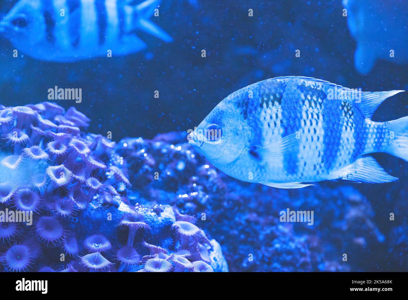 Aquarium fish - labidochromis caeruleus. Blue fish swimming in an ...