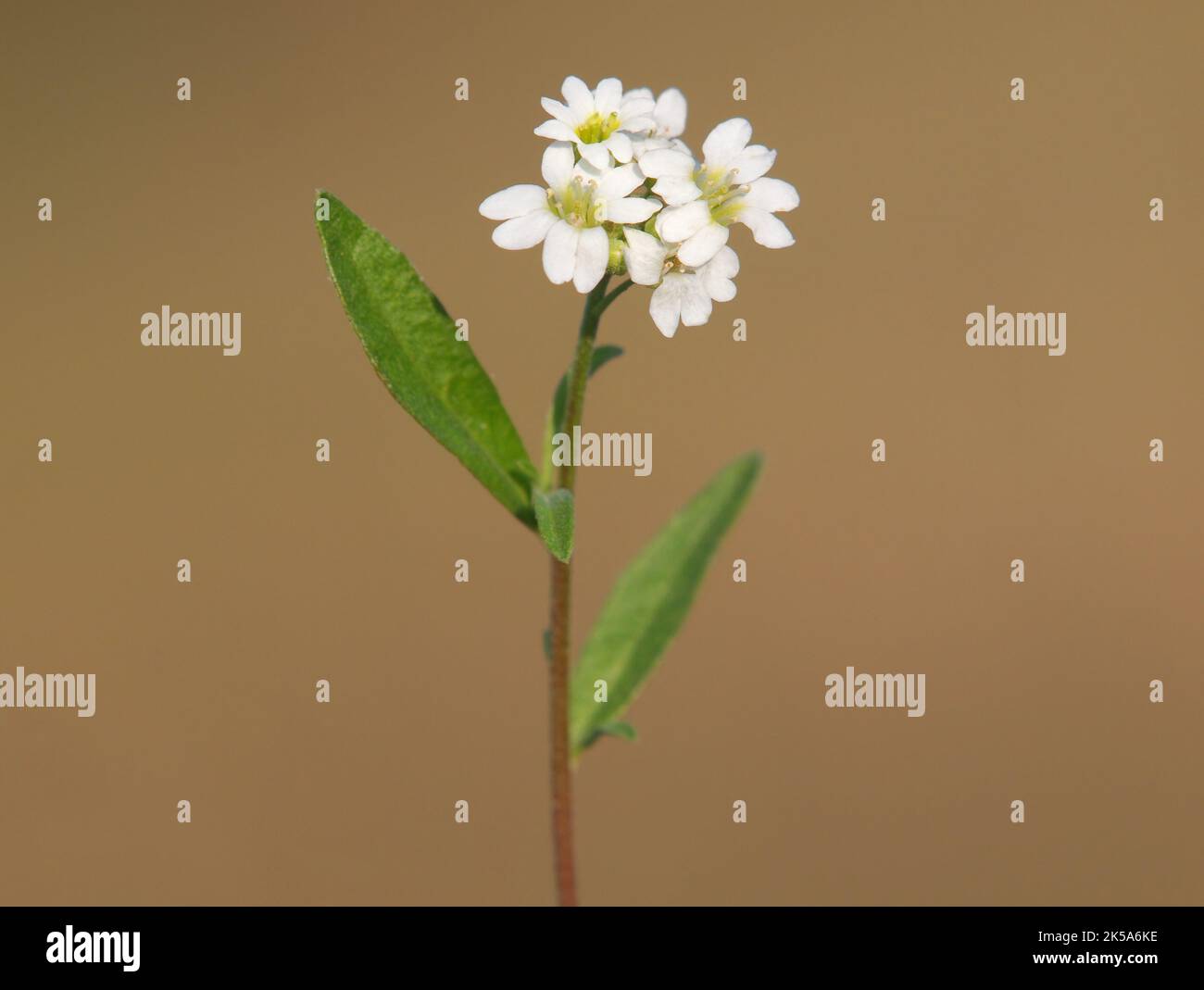 White flower of Hoary alyssum. Berteroa incana Stock Photo - Alamy