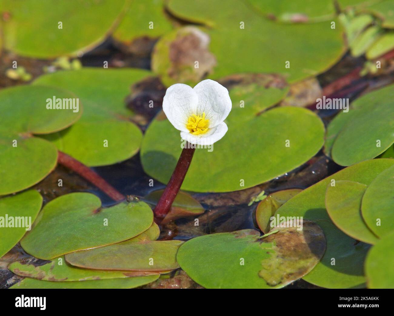 White flower of European frogbit, a floating aquatic plant, Hydrocharis ...