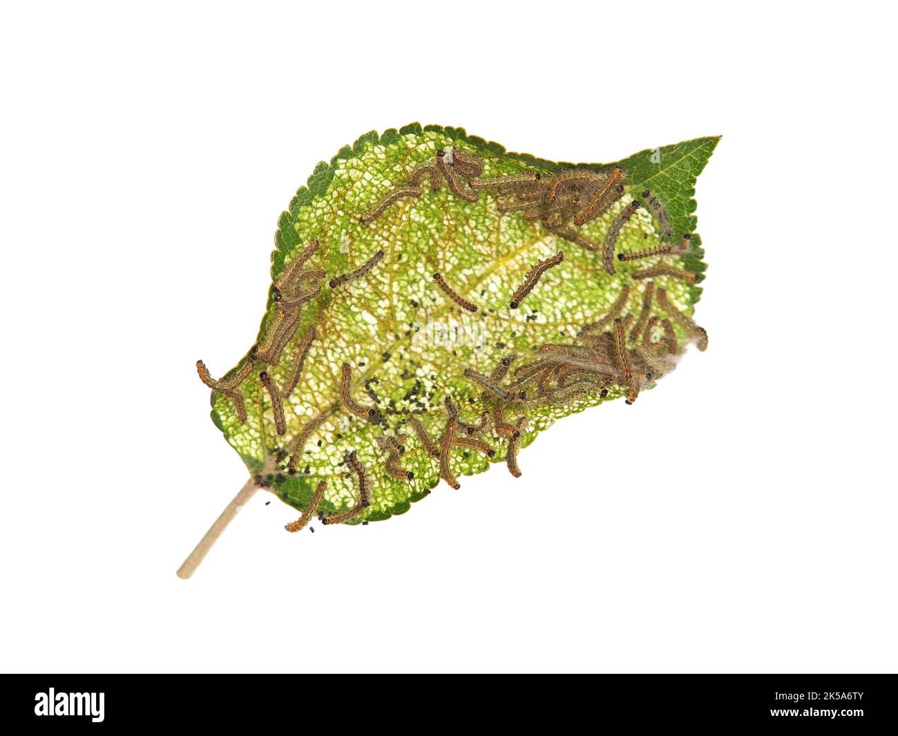 Apple leaf with hairy caterpillar, the larvae of the fall webworm moth ...