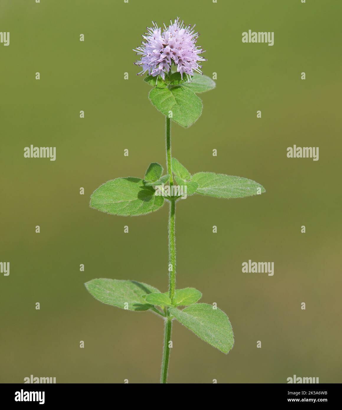 Pink flower of Water mint, Mentha aquatica Stock Photo - Alamy