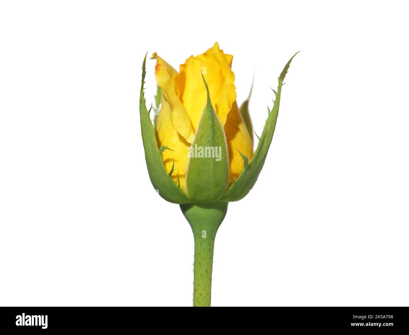 Yellow rosebud isolated on white background Stock Photo - Alamy