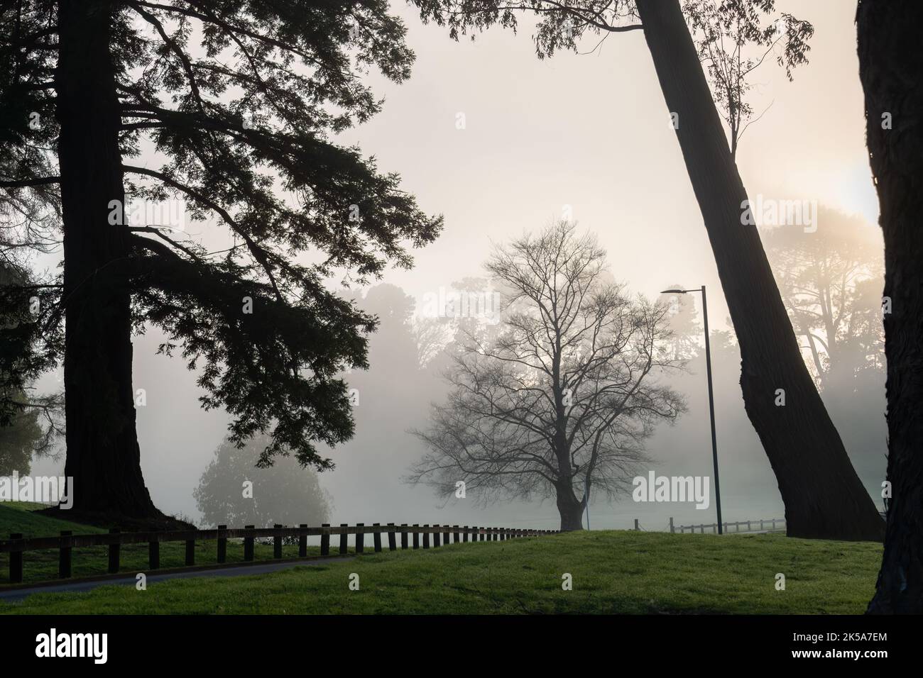 Trees and lamp post in the thick fog in a park. New Zealand Stock Photo ...