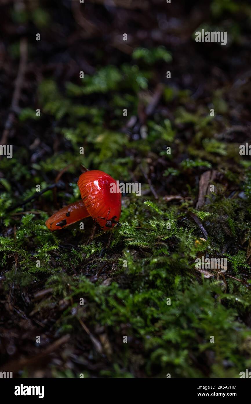 Red waxgill hi-res stock photography and images - Alamy
