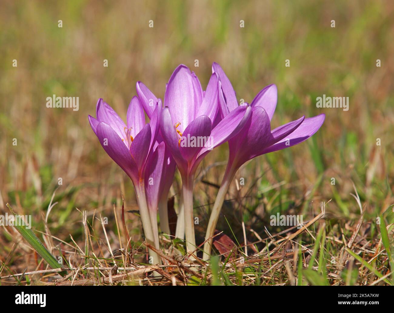 Purple flowers of autumn crocus on the meadow. Colchicum autumnale Stock Photo - Alamy