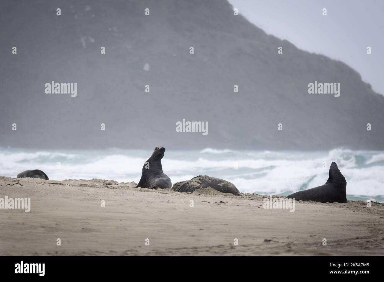 Sea lions crying out loud at Sandfly Bay, Otago Peninsula Stock Photo ...