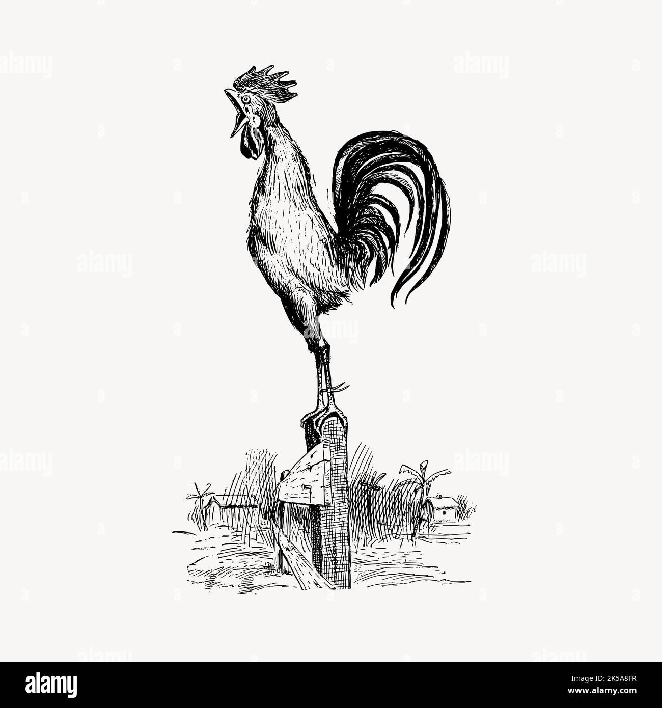 Rooster in morning clipart Stock Vector Images - Alamy