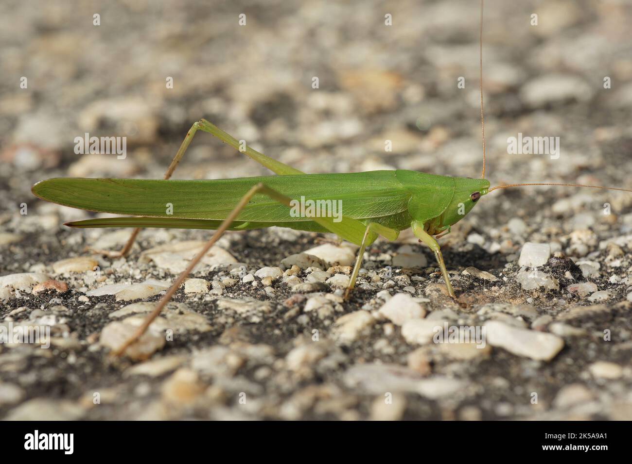 Detailed closeup on a large green Mediterranean cone-headed grasshopper ...