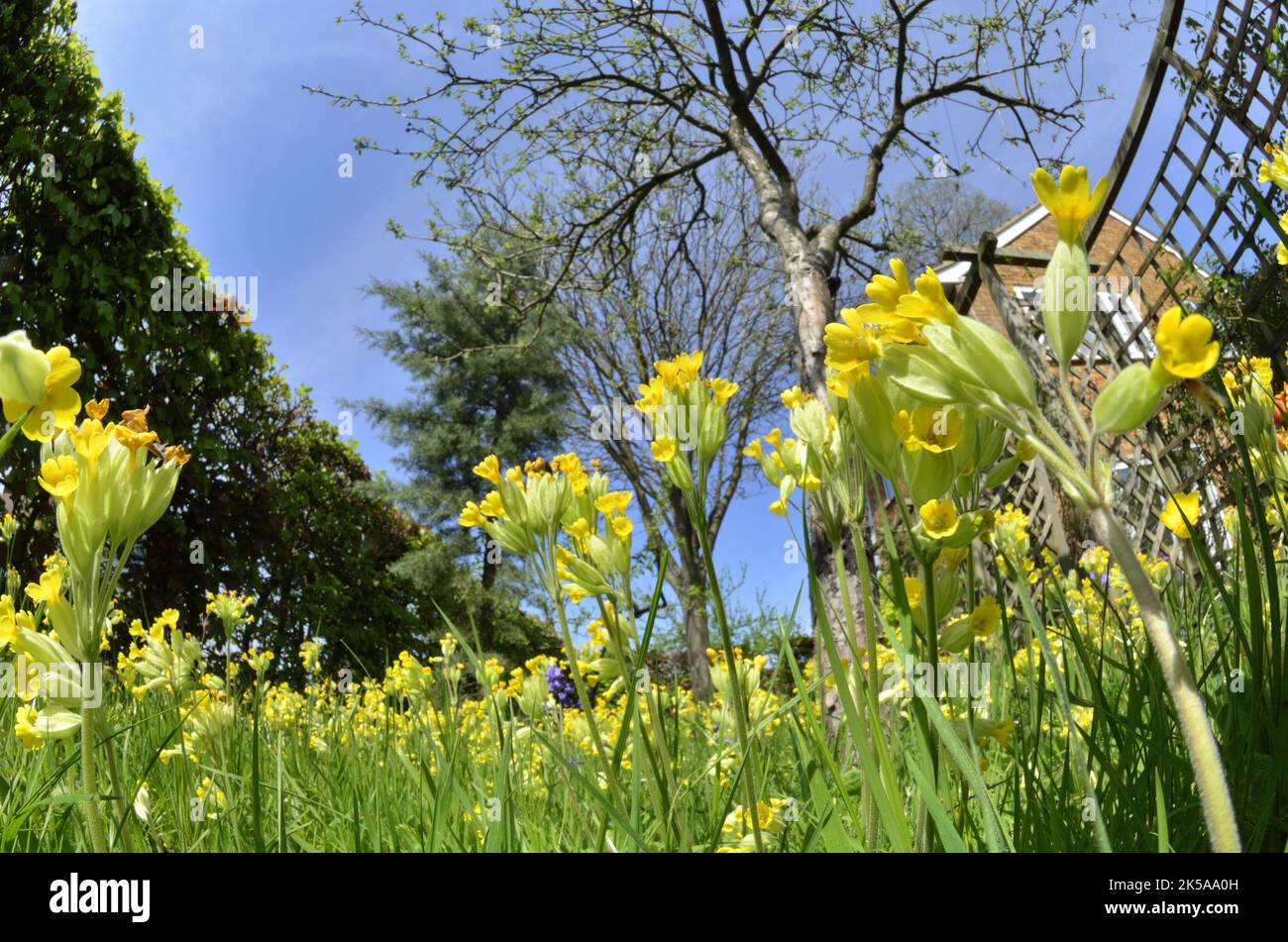 Spring flowers in a wild flower section of a village back garden where ...