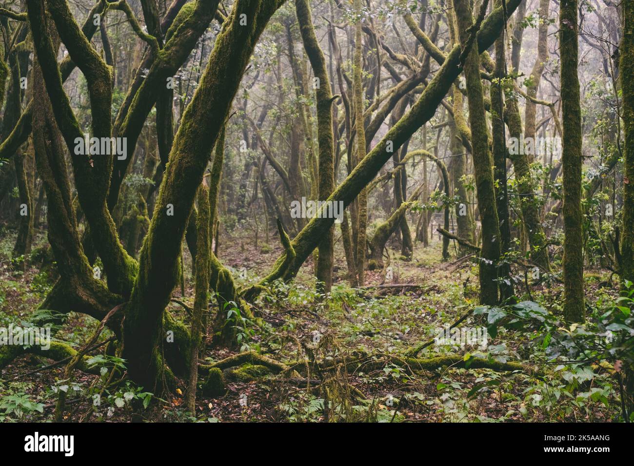 Background landscape of beautiful nature trees forest with bush foliage ...