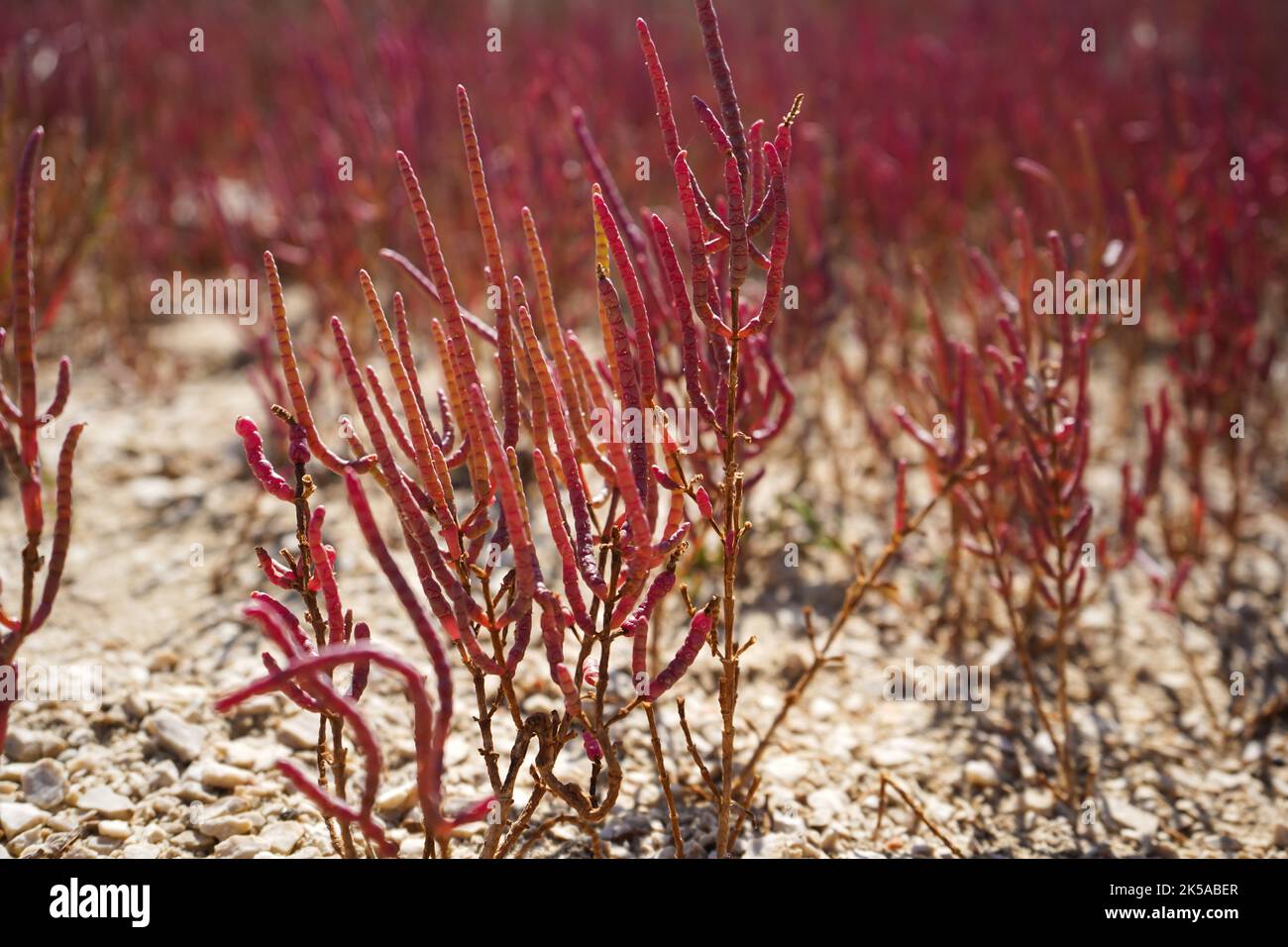 Red grass glasswort hi-res stock photography and images - Alamy