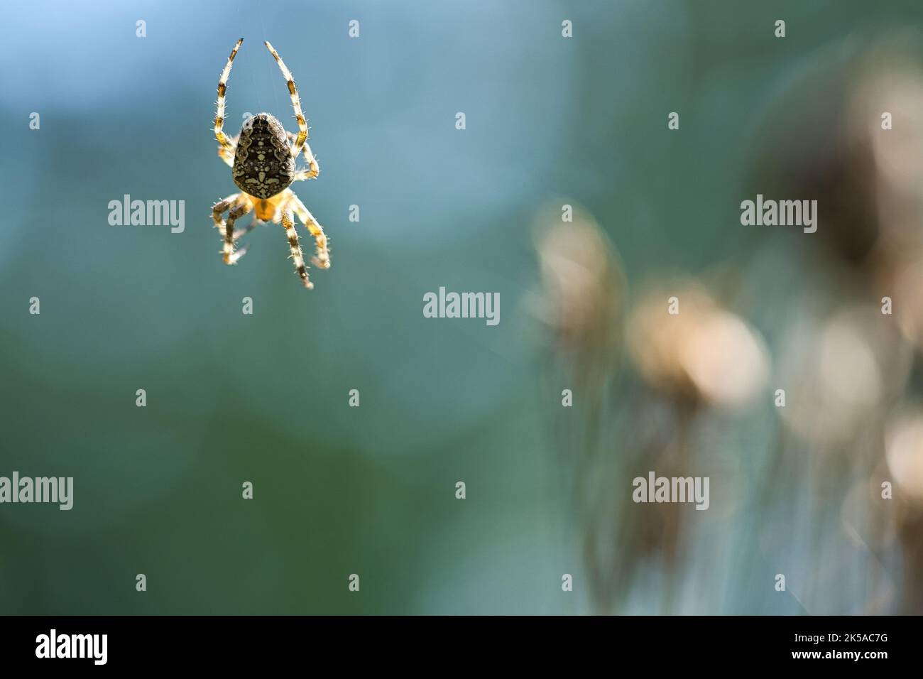 Cross spider crawling on a spider thread. Blurred background. A useful ...