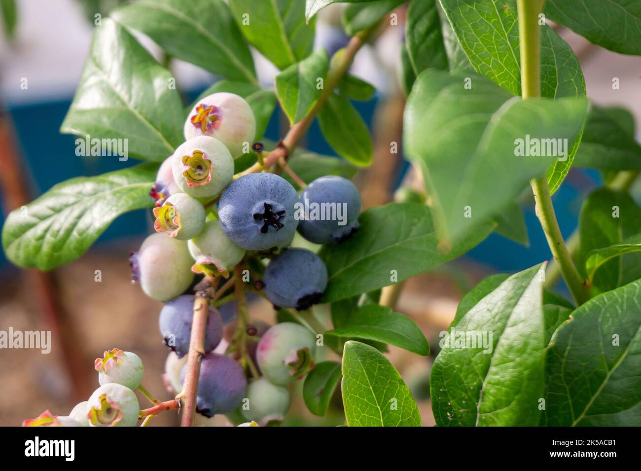 Branch of ripe and unripe blueberries on the bush close-up, growing ...