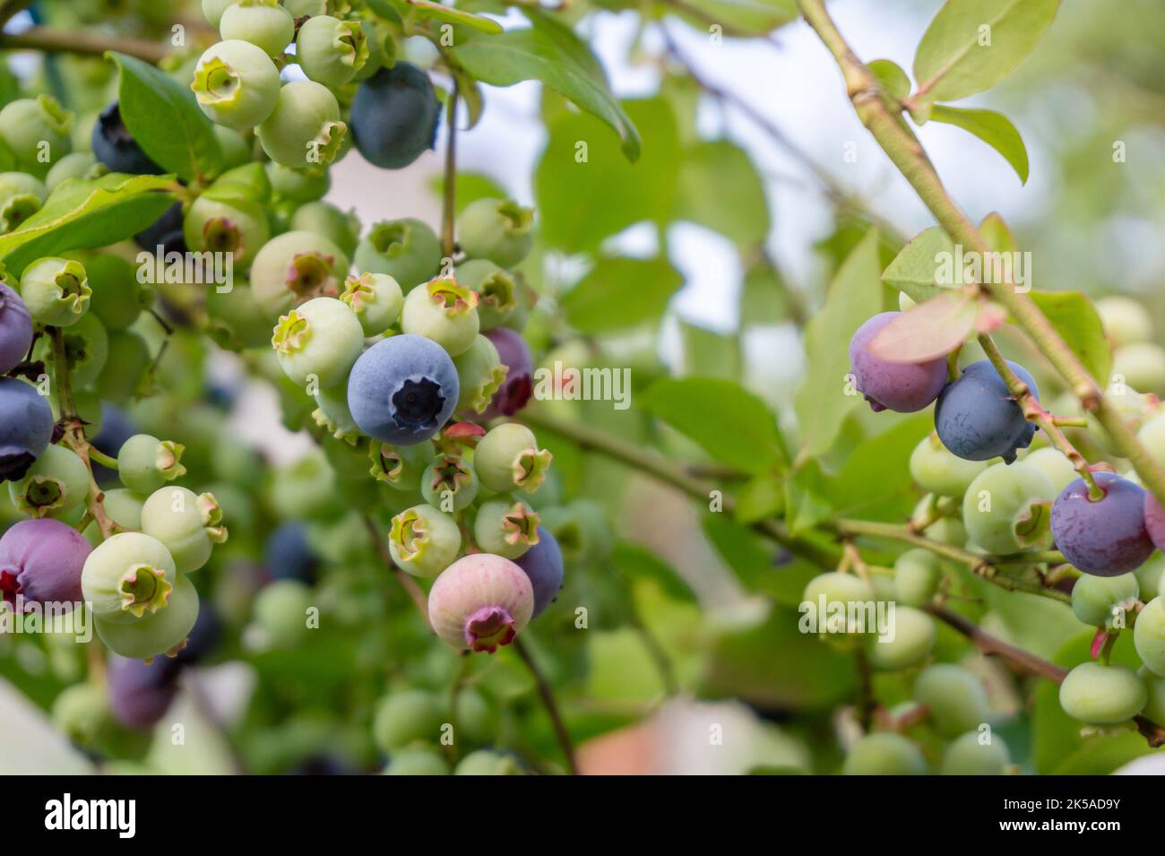 Blueberry plantation hi-res stock photography and images - Alamy