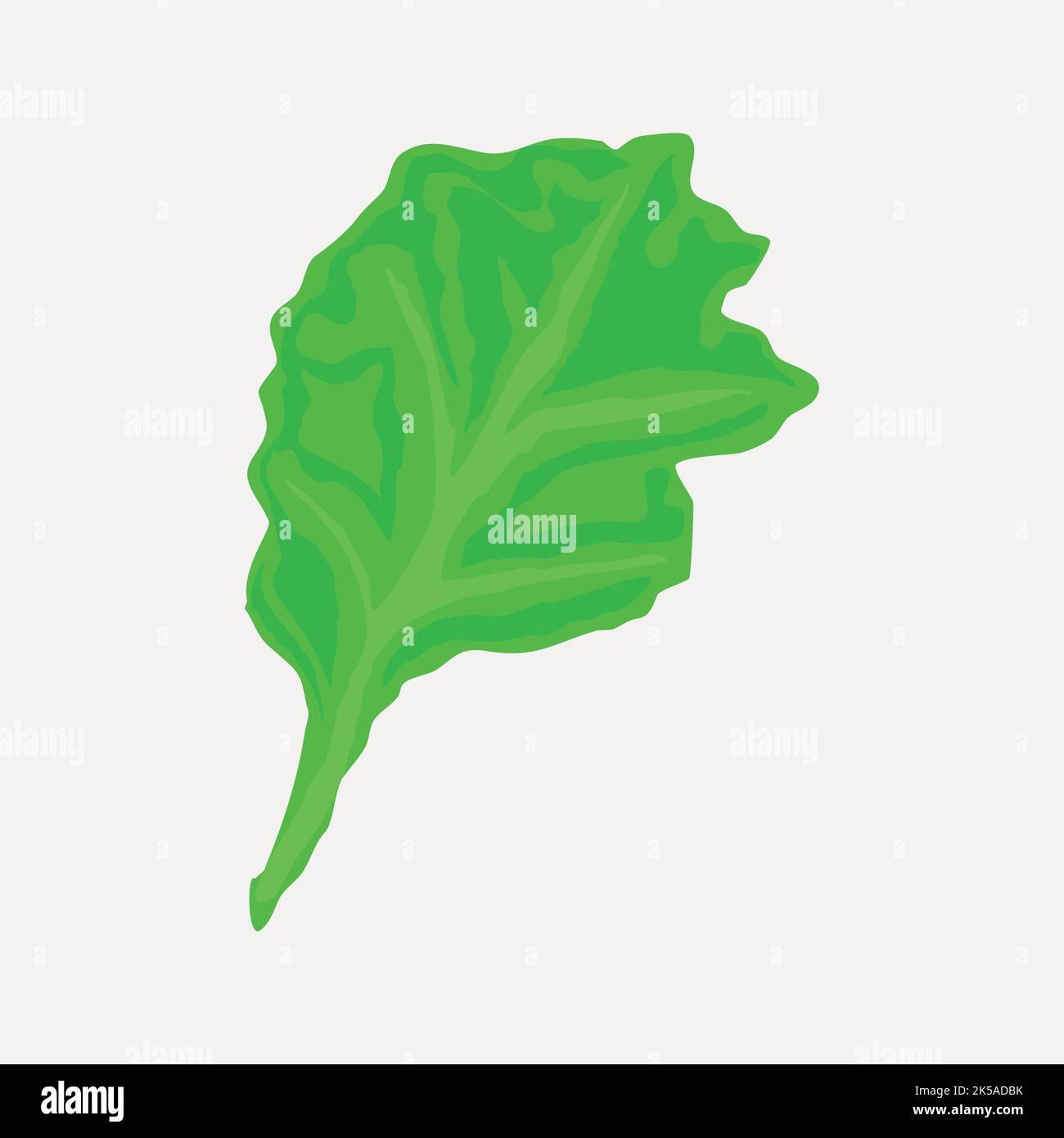 Lettuce collage element, cute illustration vector Stock Vector Image ...