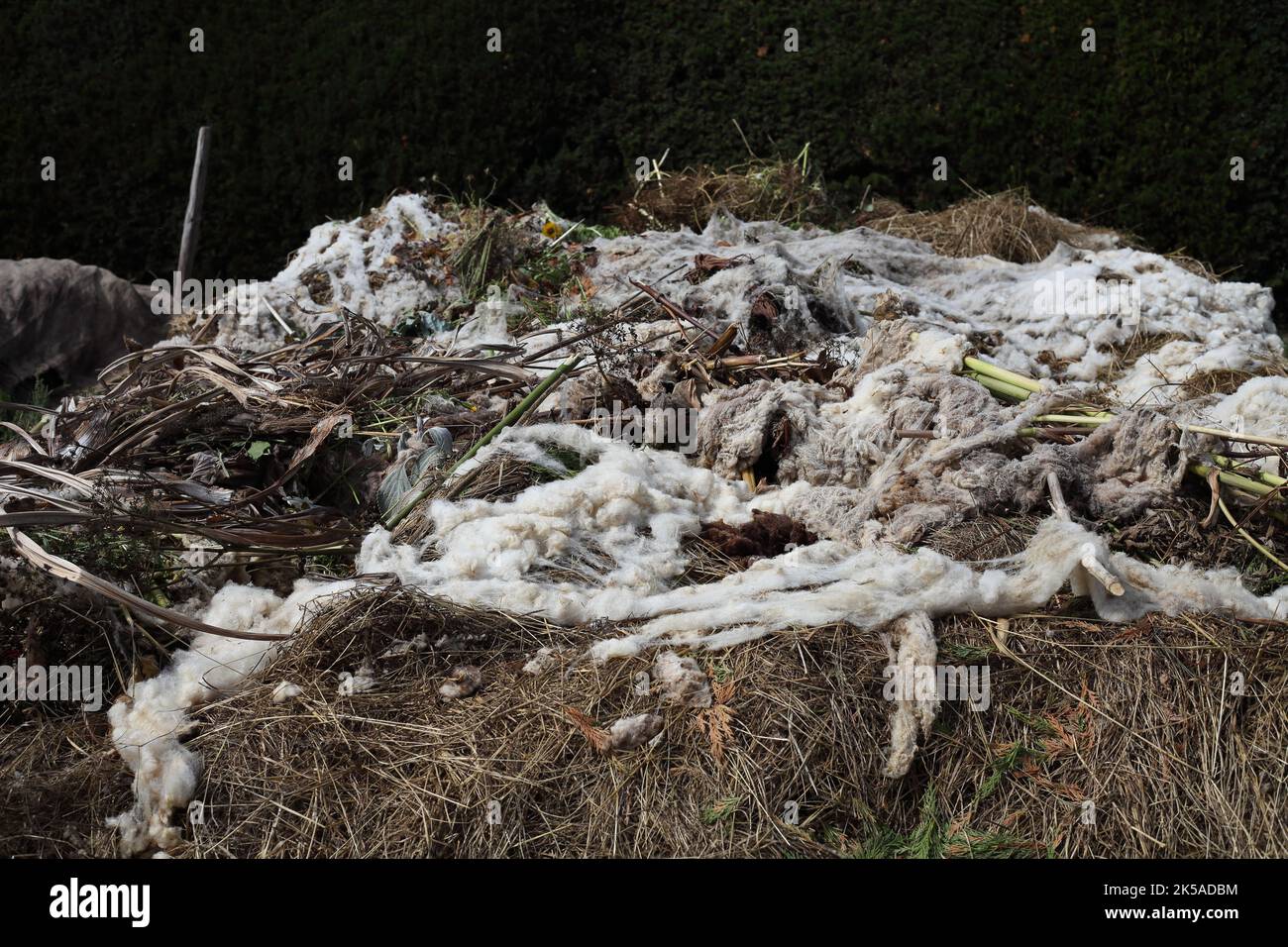 Sheep's wool used in a regular compost heap. It will decompose to add ...