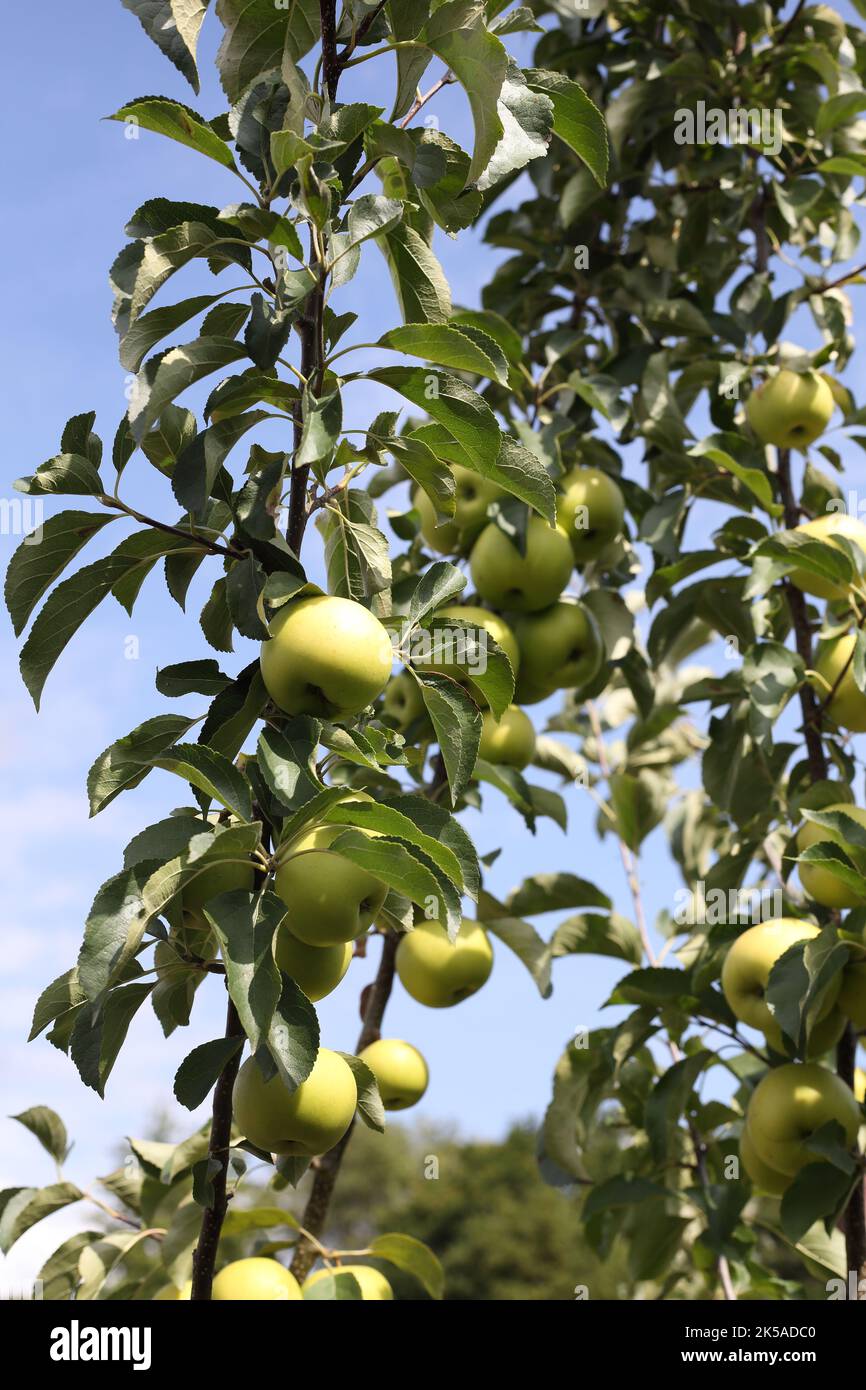 Summer apples fruits growing hi-res stock photography and images - Alamy