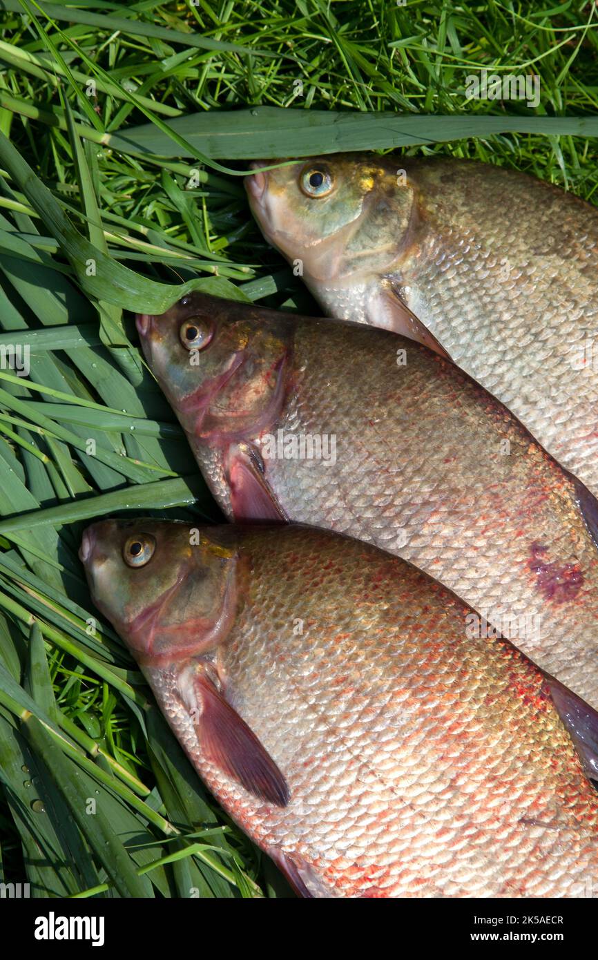 Good catch. Just taken from the water big freshwater common bream known ...