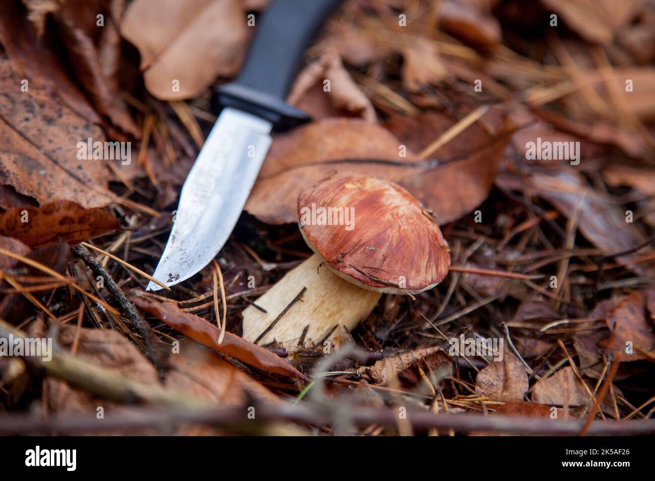 Close up view of boletus badius, imleria badia or bay bolete growing in ...