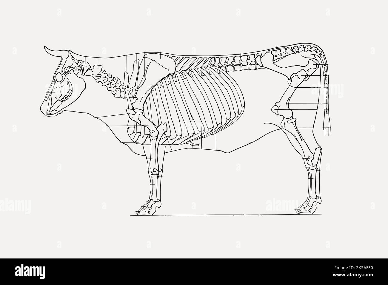 Cow diagram drawing, black and white illustration vector Stock Vector ...