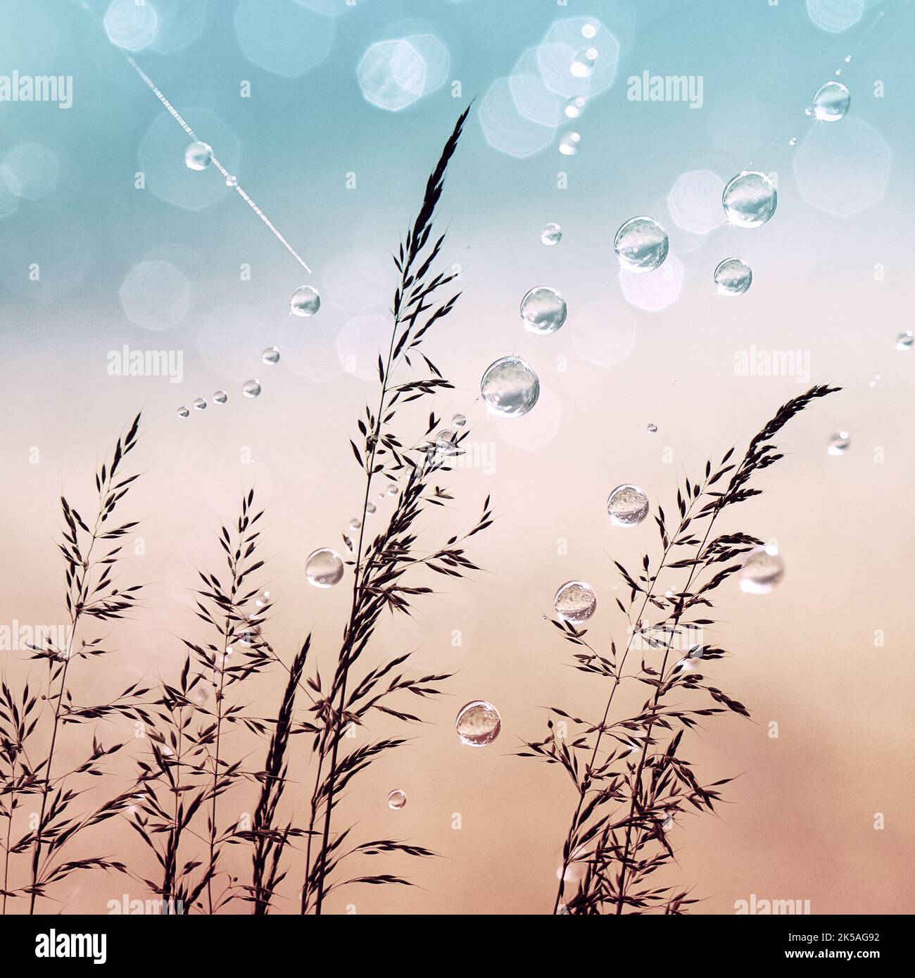 Rainy flower hi-res stock photography and images - Alamy