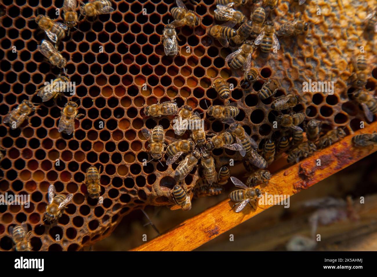 Frames of a beehive just taken from beehive with sweet honey. Bee honey ...