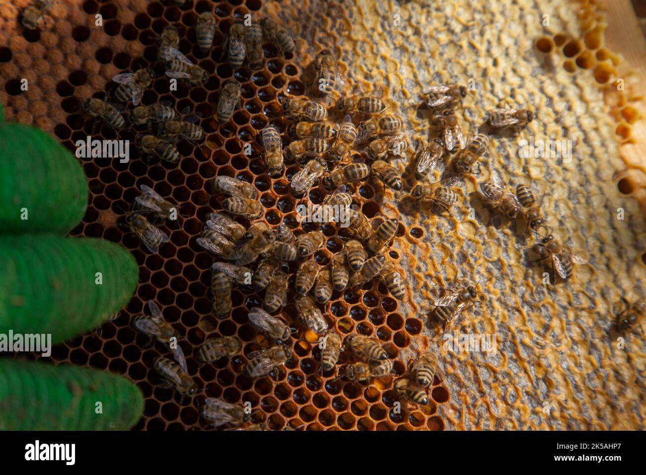 Frames of a beehive. Busy bees inside the hive with open and sealed ...