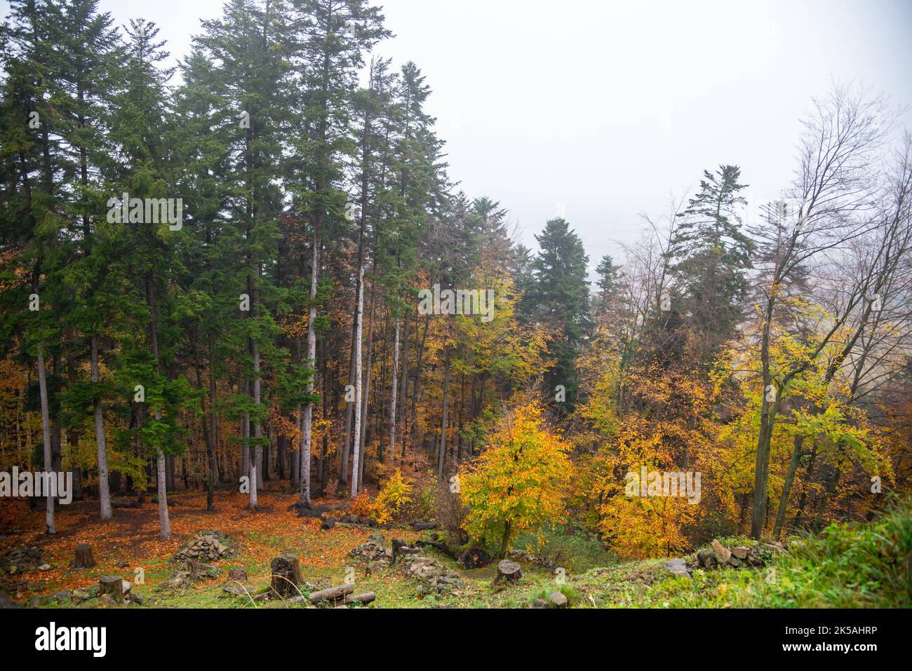 Golden autumn in the forests of Slovakia Stock Photo - Alamy