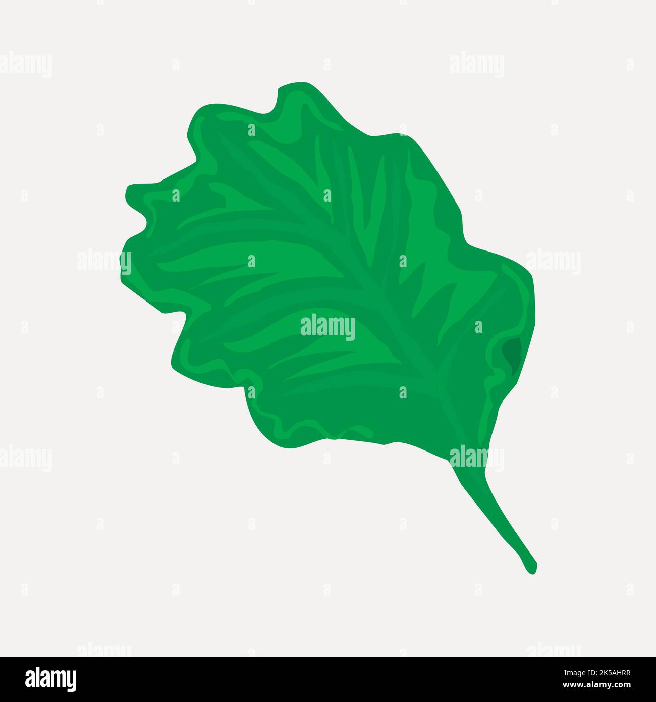 Lettuce collage element, cute illustration vector Stock Vector Image ...