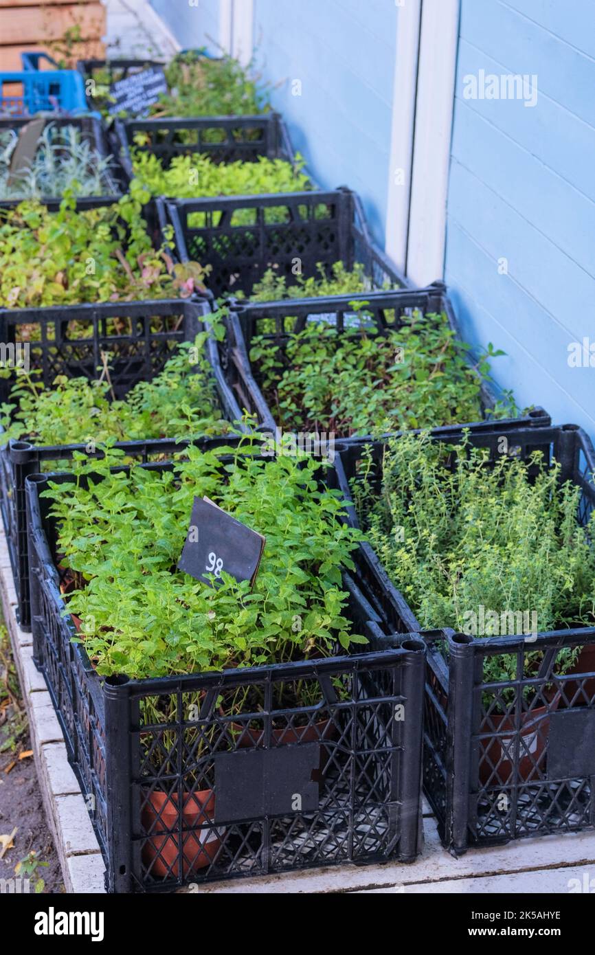 Seedlings of mint and other spices in containers on sale in nursery ...