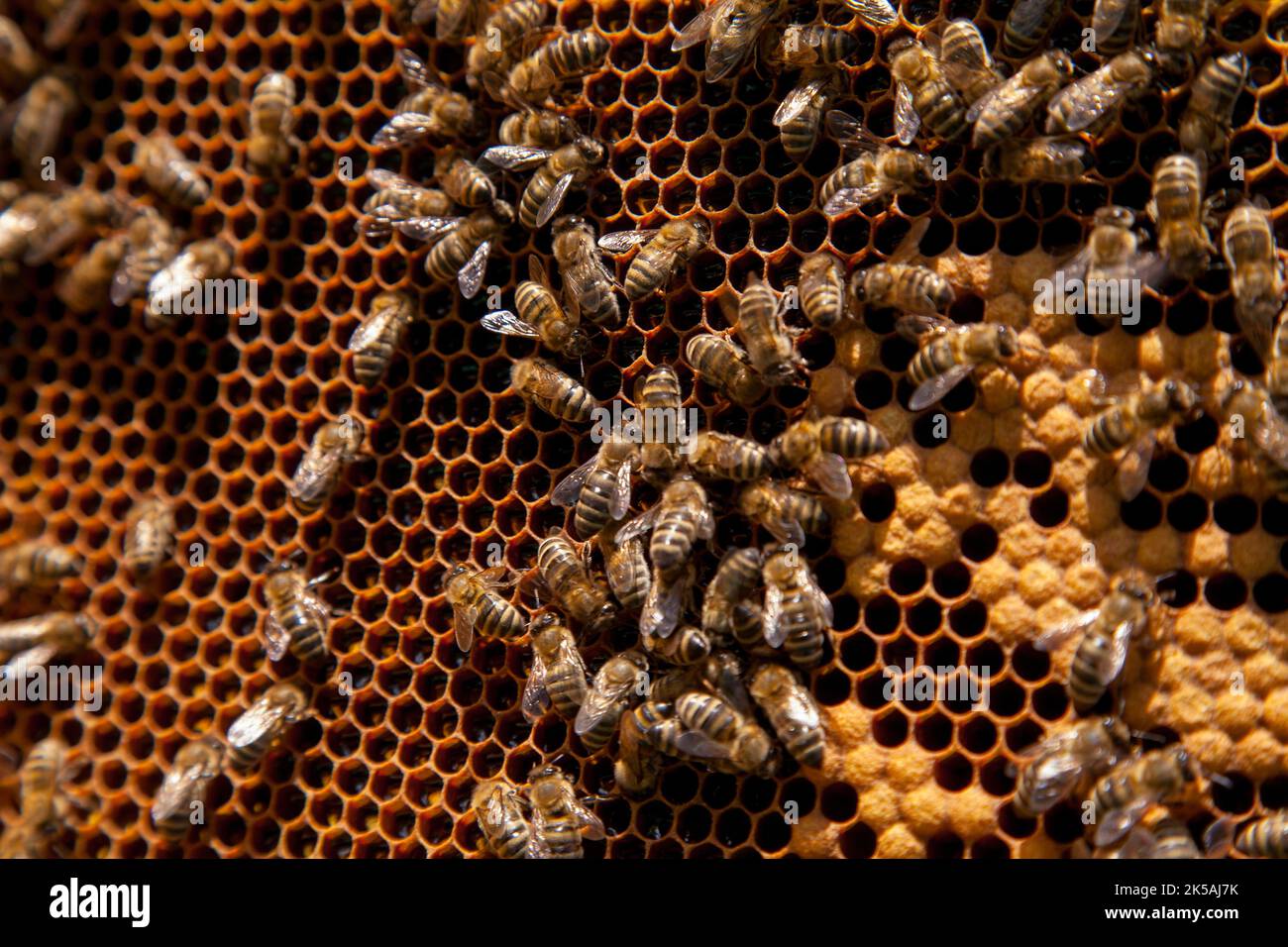 Frames of a beehive. Busy bees inside the hive with open and sealed ...