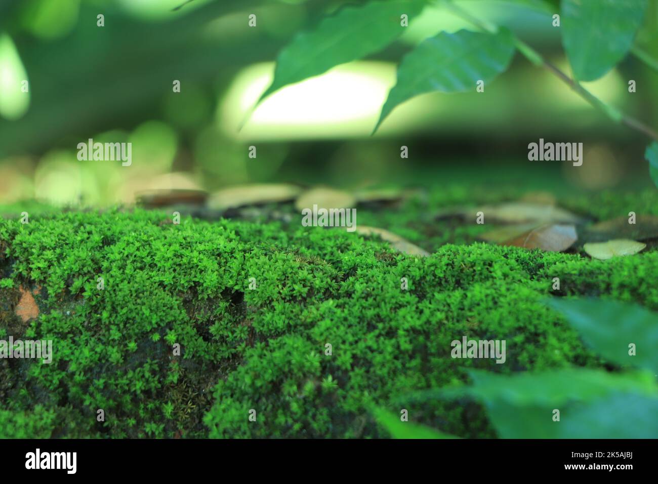 Texture of growing moss on wall surface Stock Photo - Alamy