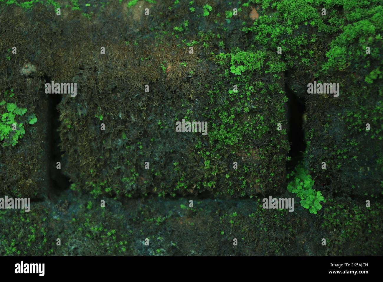 Moss or fungus growing on old wall Stock Photo - Alamy