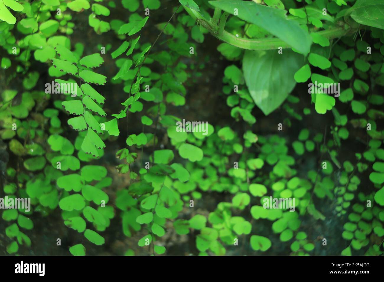 Hanging leaf green wall background Stock Photo - Alamy