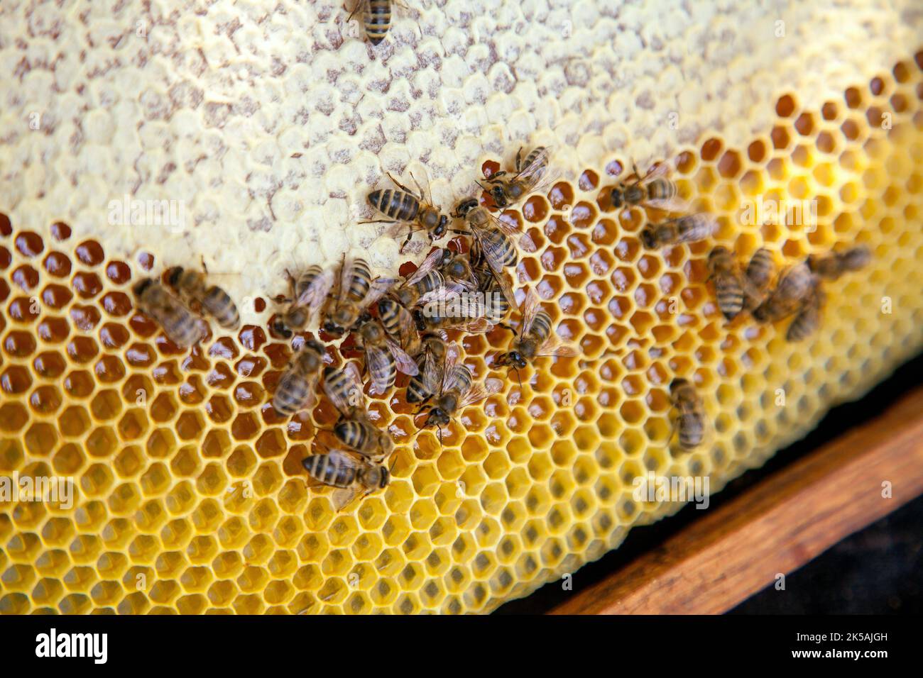 Frames of a beehive. Busy bees on the yellow honeycomb with open and ...