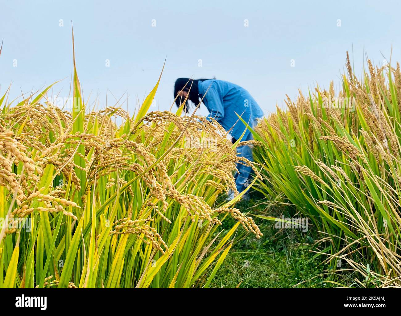 LINYI, CHINA - OCTOBER 7, 2022 - A rice farmer checks the fullness of ...