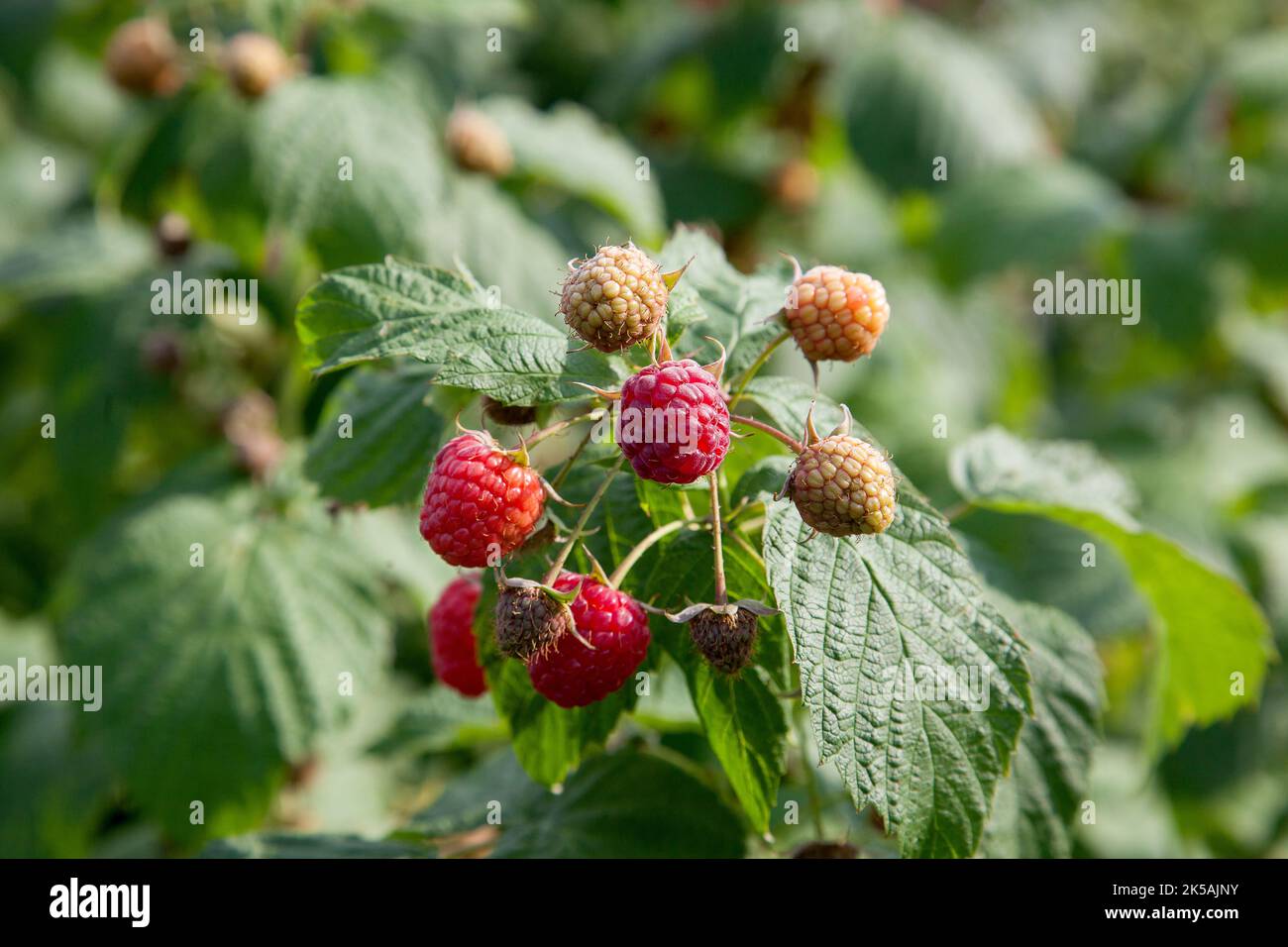 Lots of red ripe raspberries on a bush. Close up of fresh organic ...