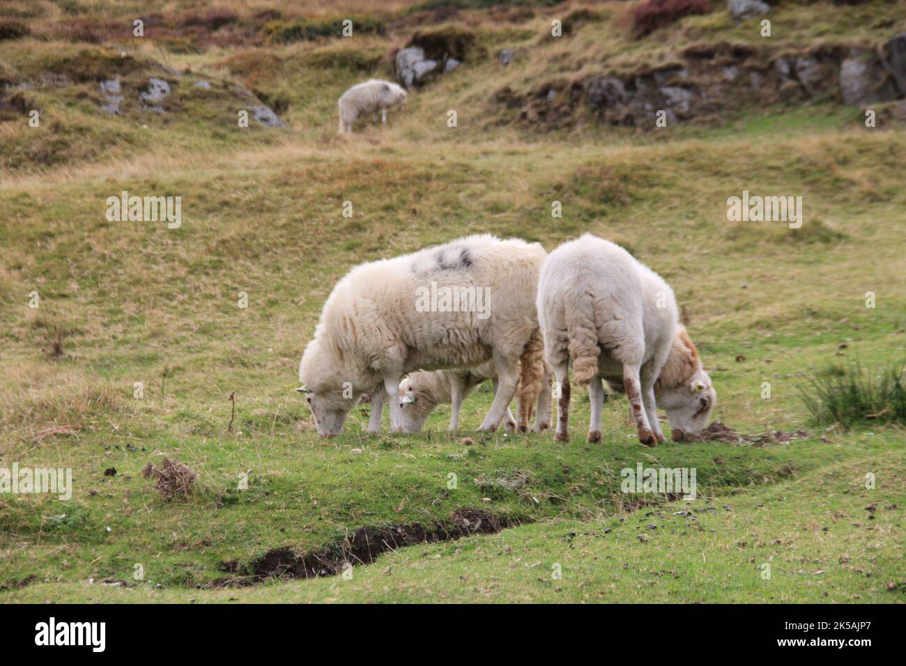 Horseshoe Pass in Wales Stock Photo - Alamy