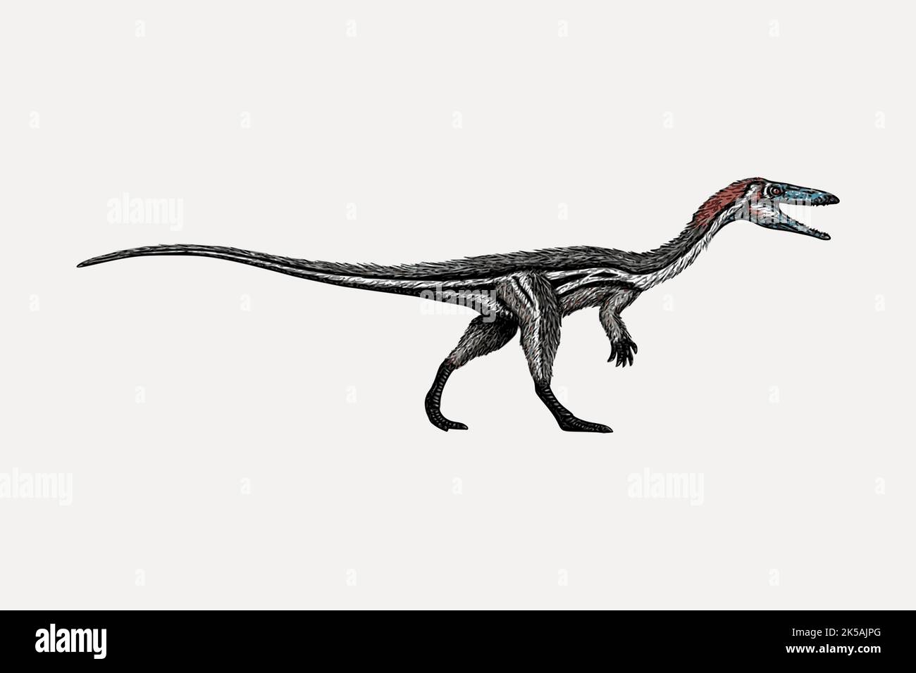 Coelophysis dinosaur drawing hi-res stock photography and images - Alamy