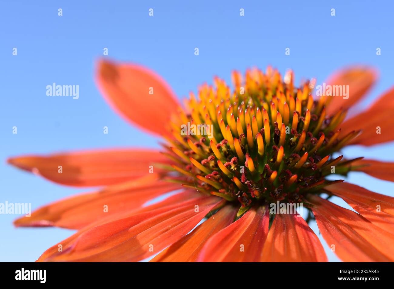 Closeup on orange colored Echinacea purpurea coneflower Stock Photo - Alamy