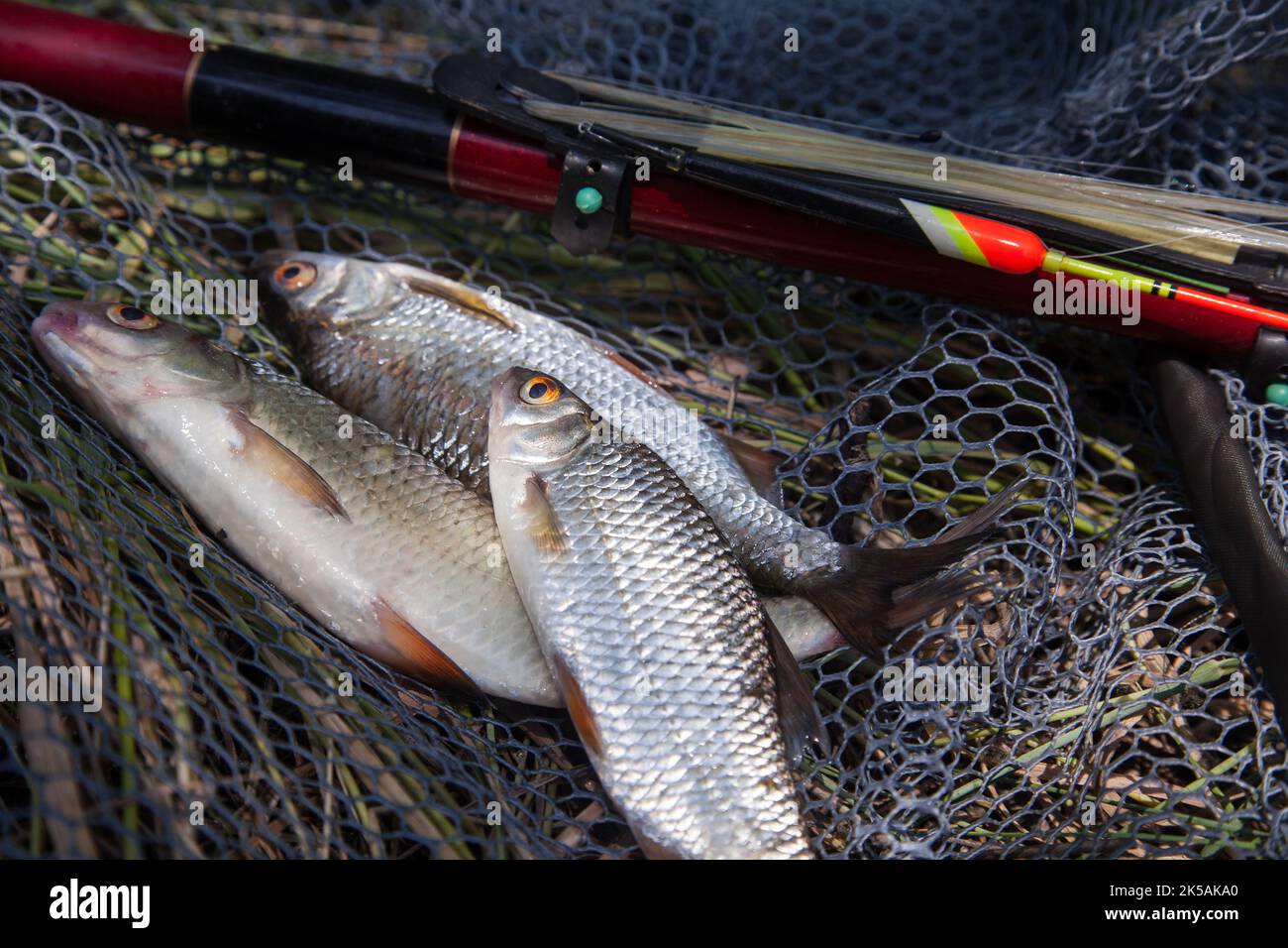 Catching fish. Close up view of just taken from the water several fish ...