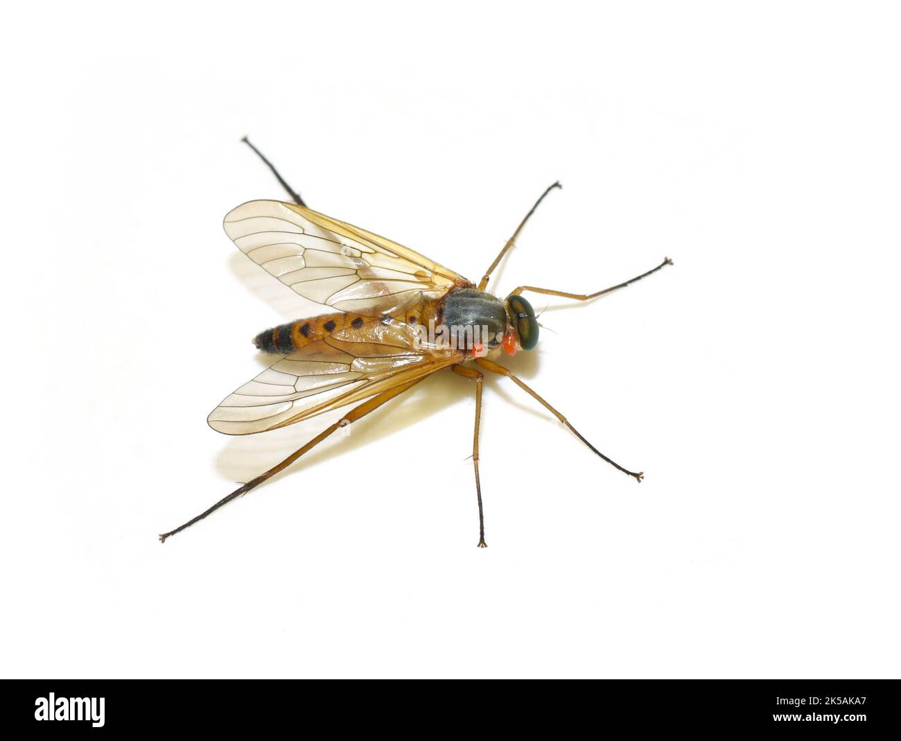 Rhagio tringarius Marsh snipe fly with red mites isolated on white ...