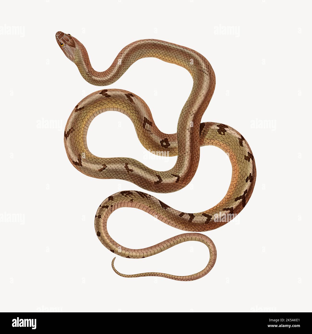 Cuban snake collage element, animal illustration vector Stock Vector ...